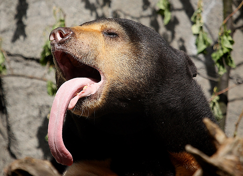 Sun Bear | The Life of Animals