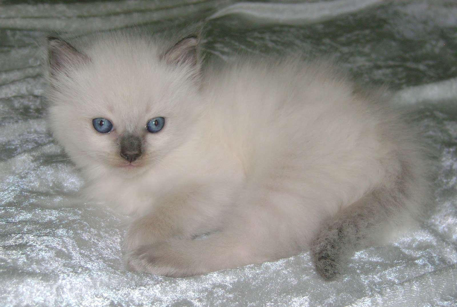 Ragdoll Cute Cats | Cute Cats