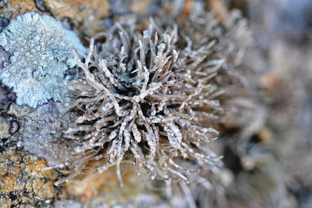 LICHENS OF CATALONIA: Roccella phycopsis