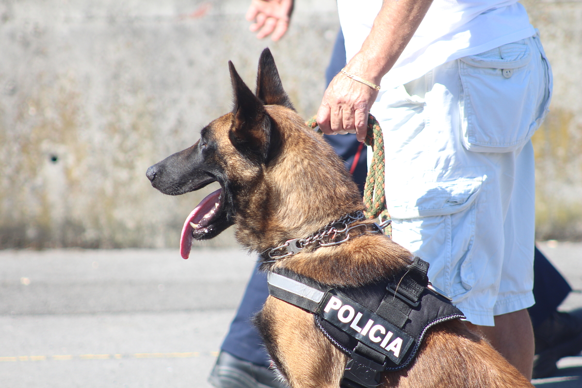 El Ayuntamiento contrata tres perros de ataque para la unidad canina de ...
