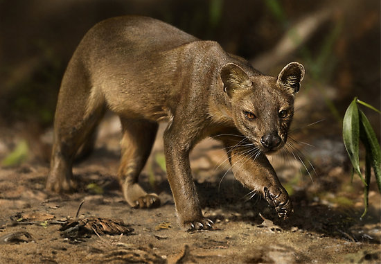 Fossa | Fun Animals Wiki, Videos, Pictures, Stories