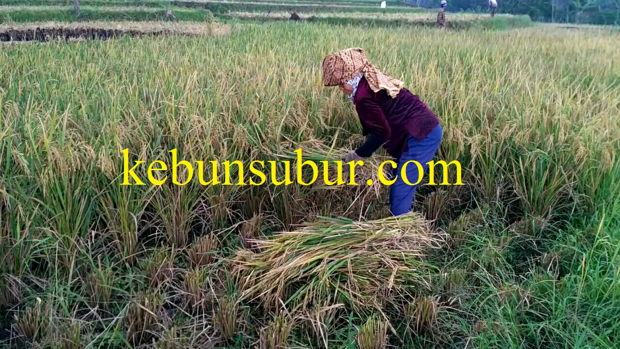 Cara Memanen Padi di Sawah | BUDIDAYA TUMBUHAN