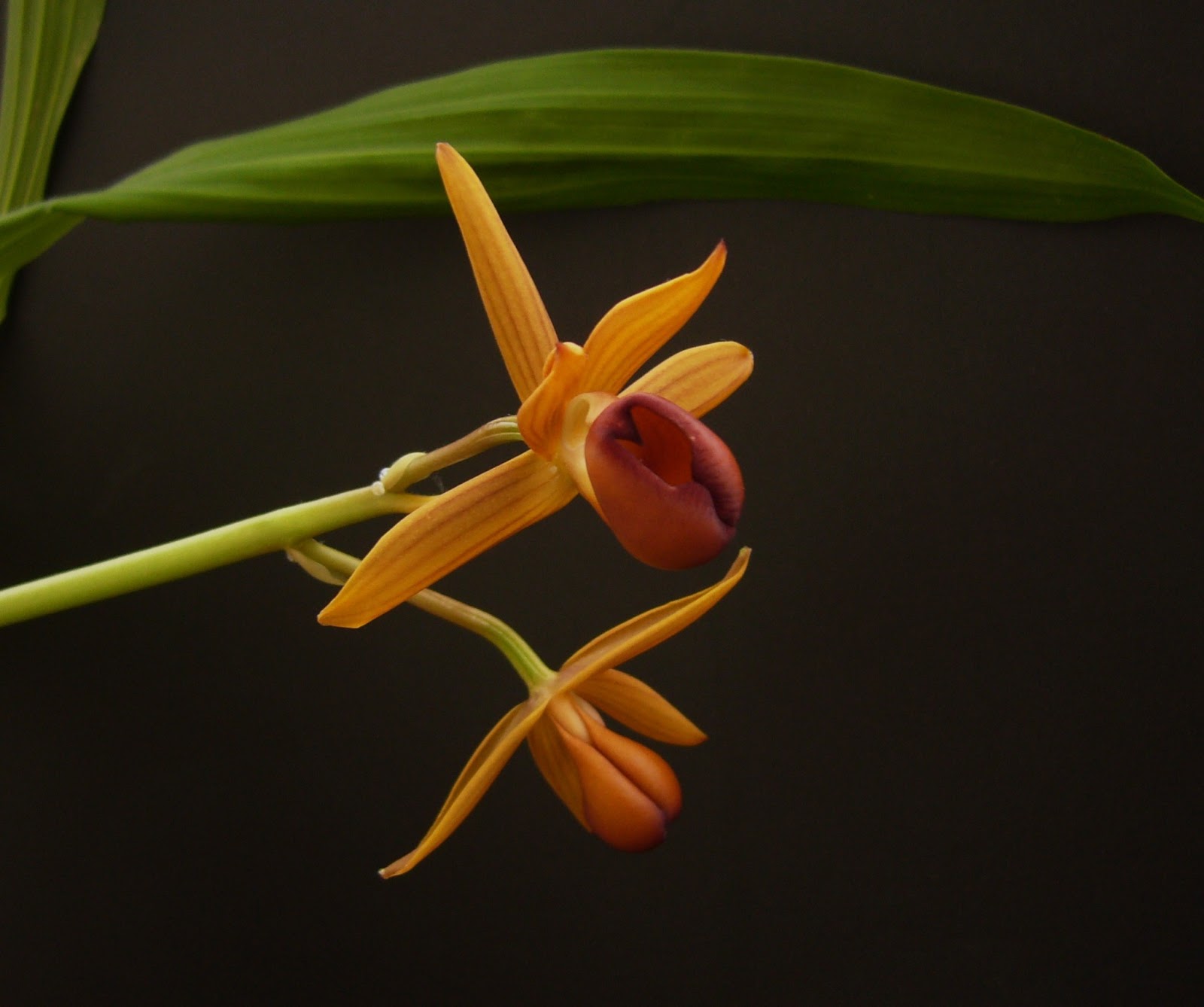 EXPOR ORQUIDEAS.COM: Clowesia - Mormode - Cycnoches