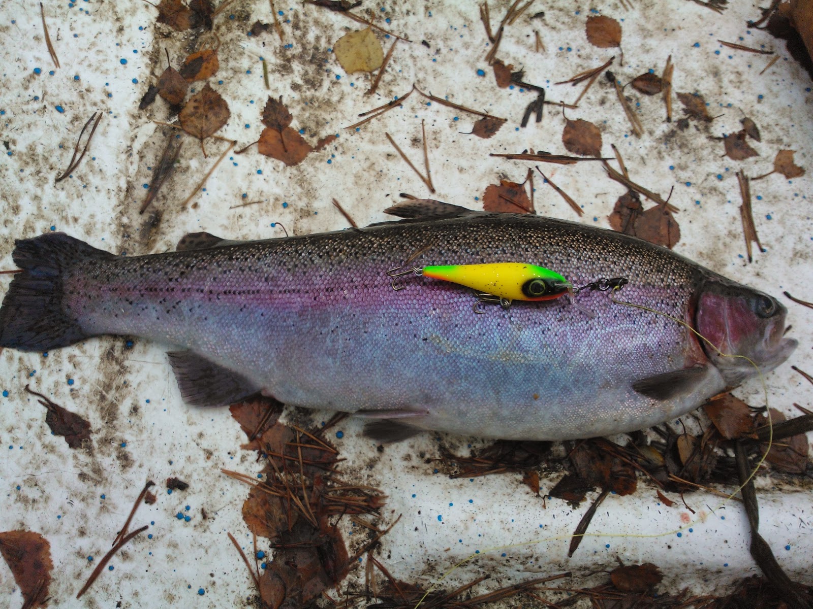 Gnuu vieheet: Kirjolohta joelta