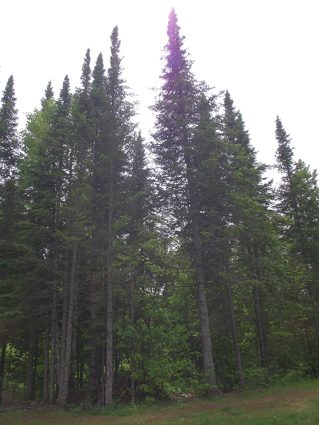 American Grouch: Useful Trees & Shrubs of the North Woods (A Five Part ...