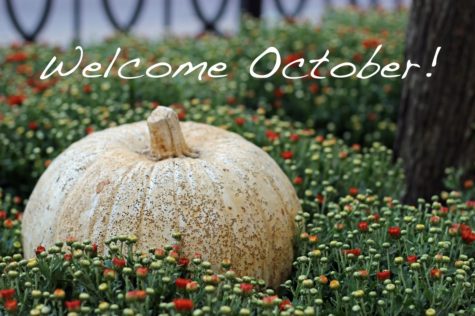 Pursuing Heart: Welcome October