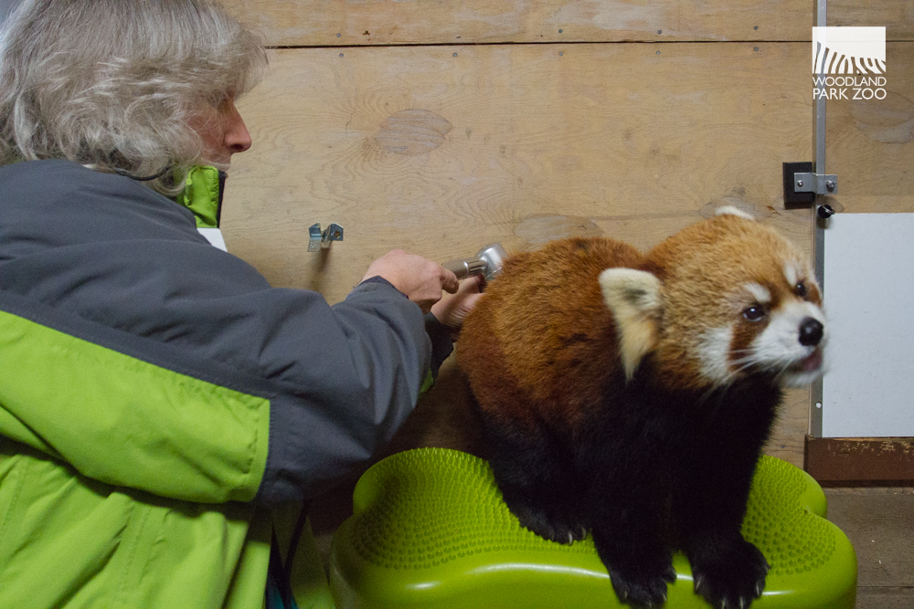 Red panda receives special therapy sessions