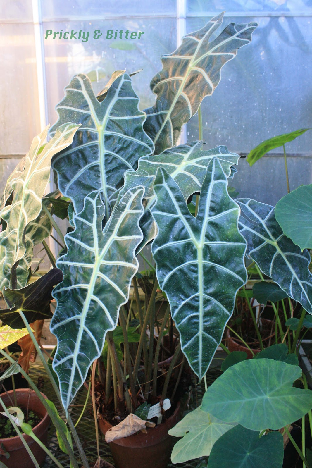 Prickly and Bitter: The dagger plant