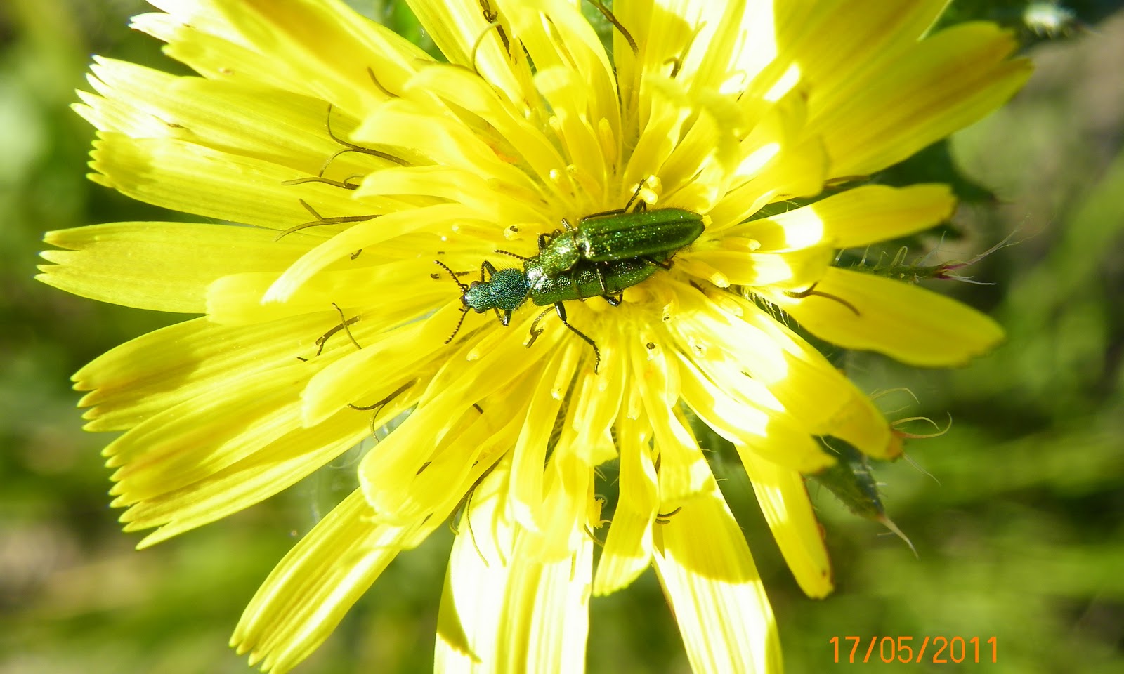 NATURALEZA desde ASTURIAS: Lytta visicatoria.-Mosca española o Cantárida