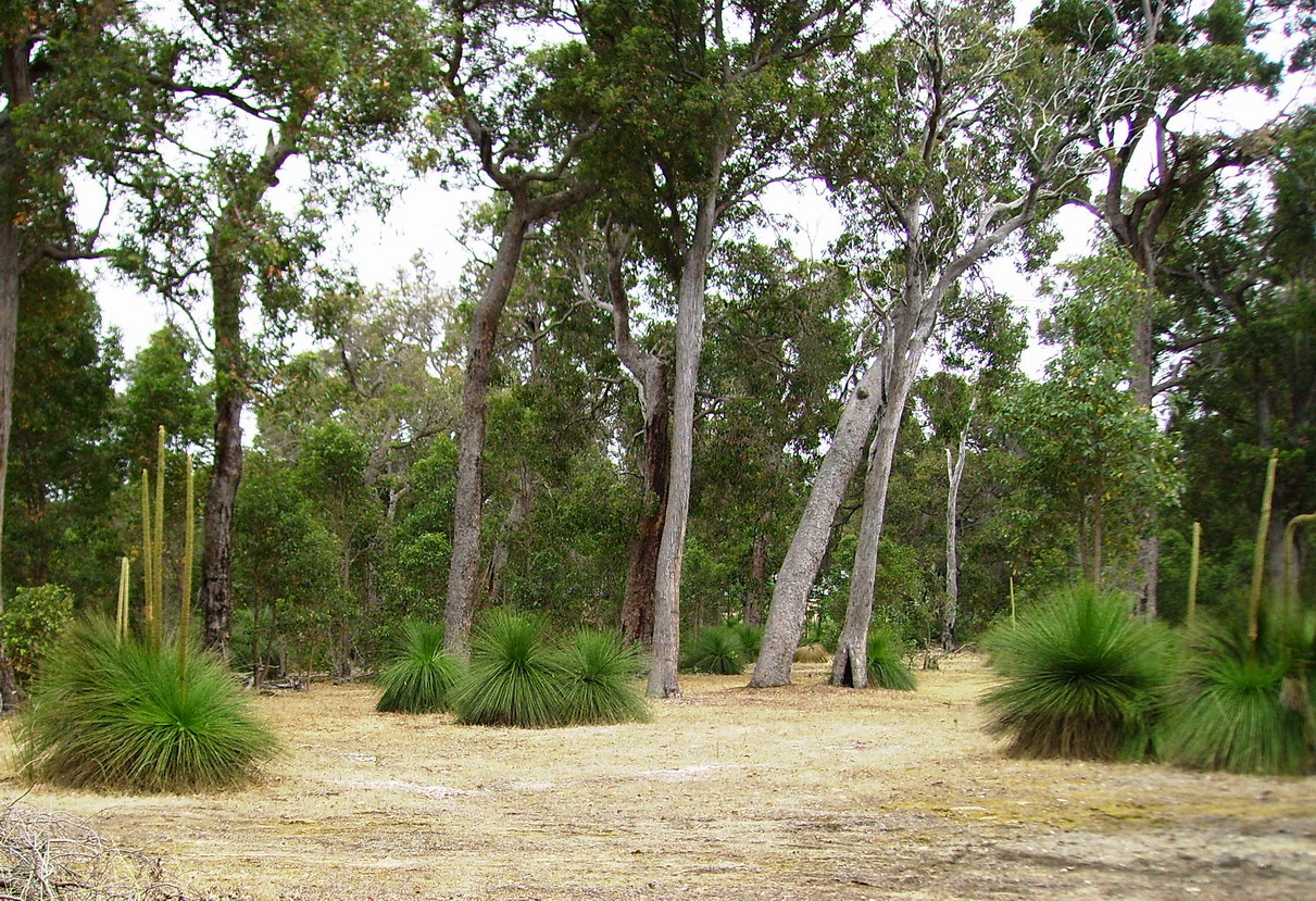 Pearl E Queen: Beautiful Balga