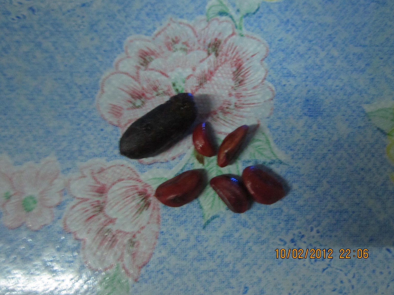 Bahtera Life: Tahi musang sejenis makanan