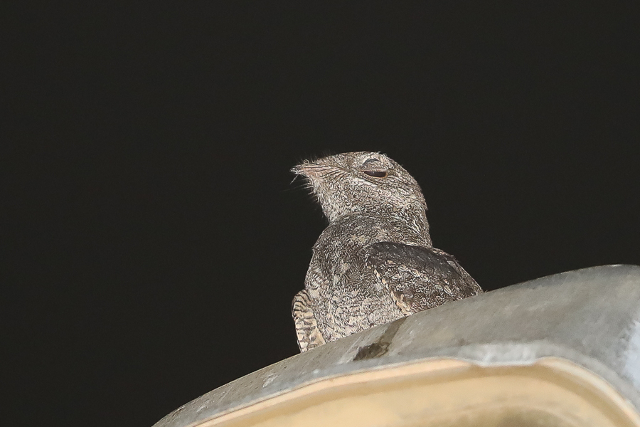 Birds of Saudi Arabia: Montane Nightjar - Tanoumah