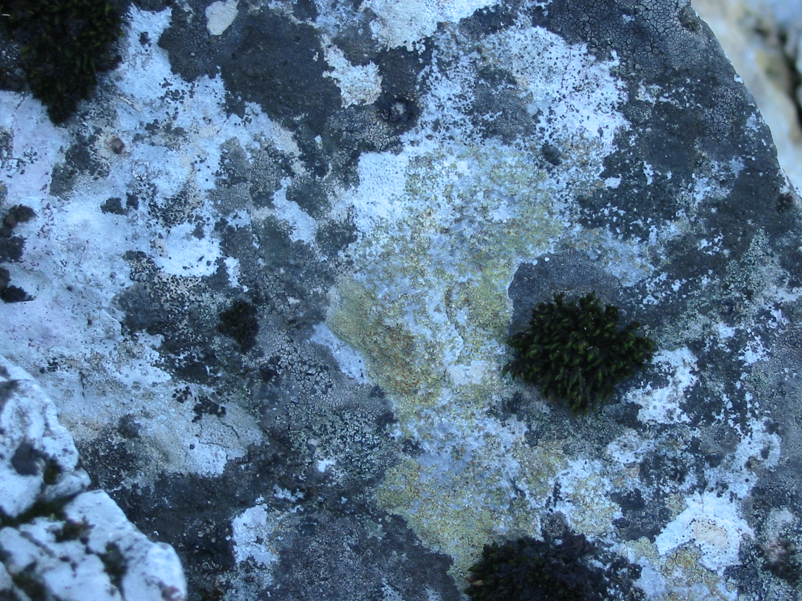 Growing Lichens On Rocks