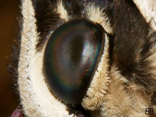 Butterfly photography: Photograph butterfly details