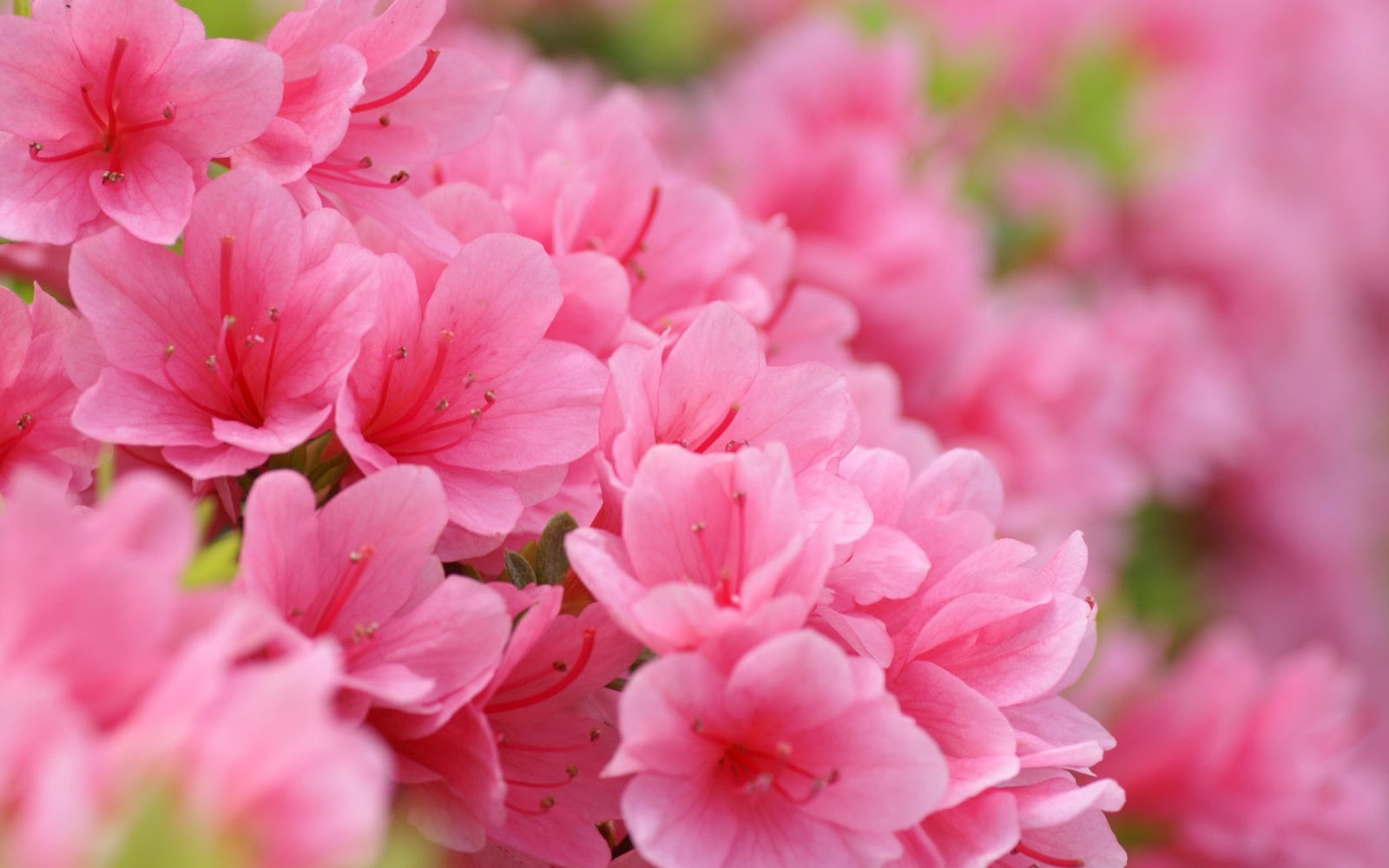 lovely pinky: Pink Flowers