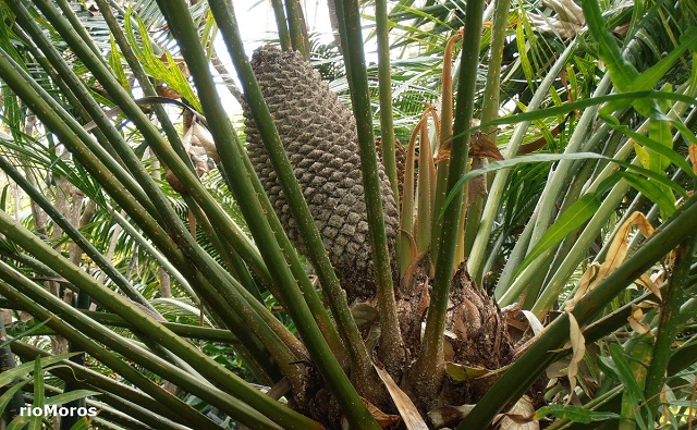 Cica de hojas largas: Cycas circinalis | Plantas rioMoros