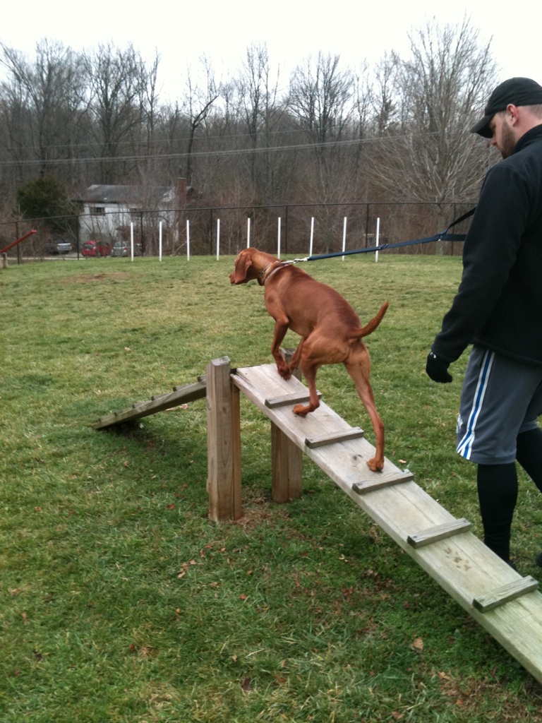 A Day in the Life of a Tacticool Dog