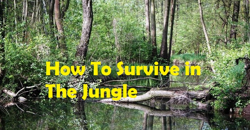 How To Survive In The Jungle Without Any Accommodation