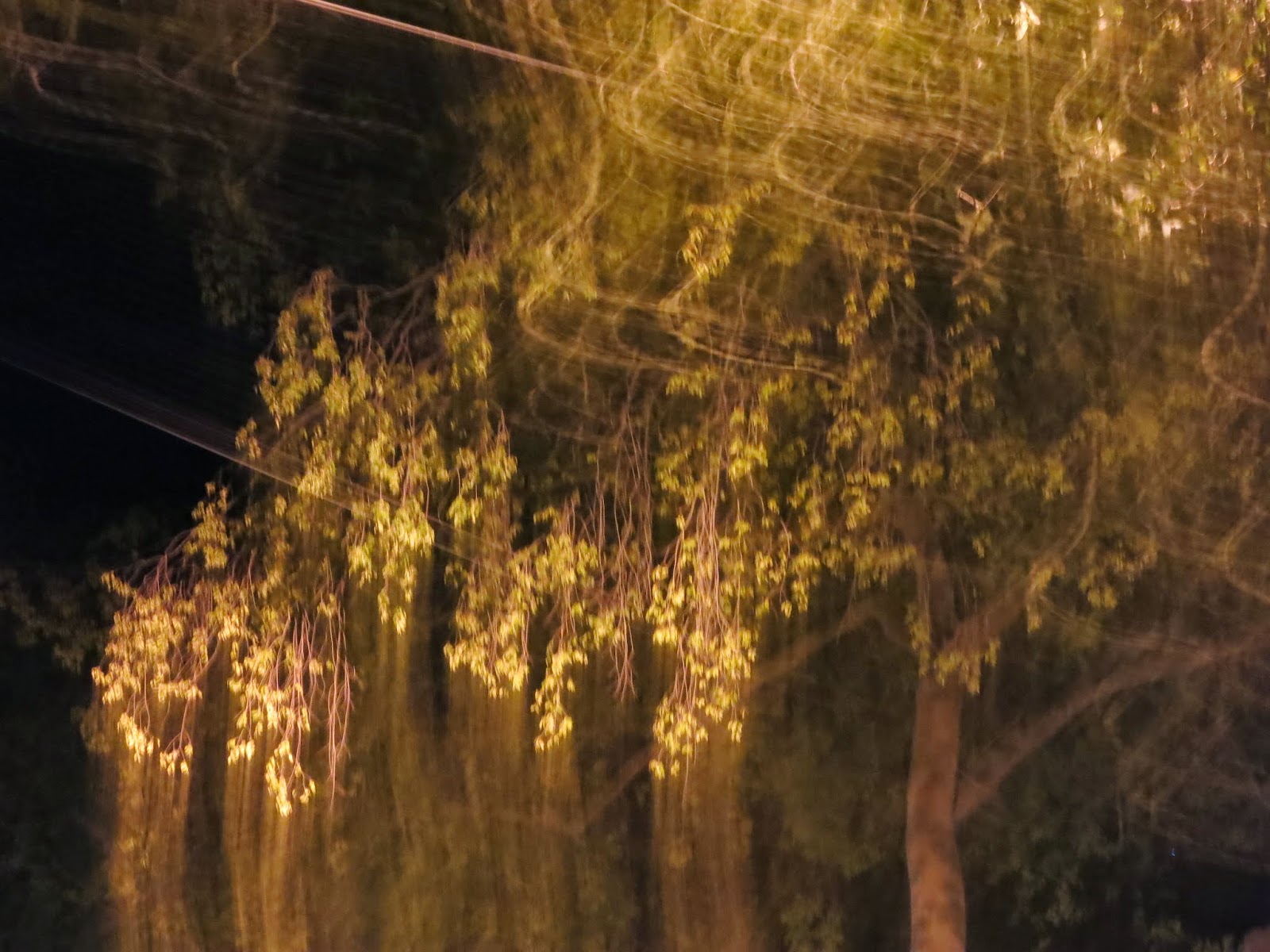 pieces of m: Tree-Lined Street At Night [PHOTOGRAPHY]