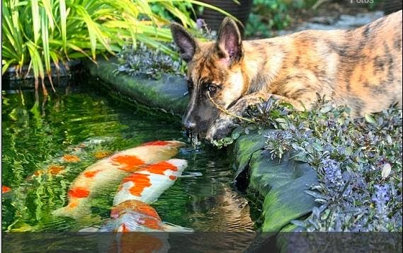 SORPRENDENTE, AMISTAD ENTRE UN PERRO Y UN PEZ ~ Más Allá de lo real e ...