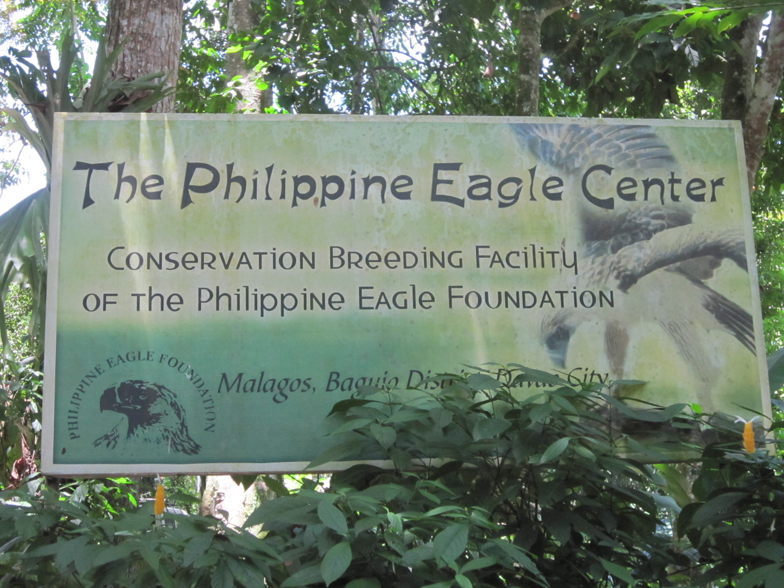 Make It Davao: Philippine Eagle - King of Philippine Skies