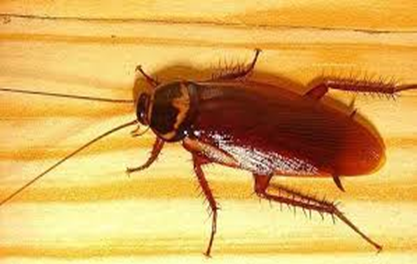 TAXONOMÍA DE INSECTOS: trabajo taxonomia de insectos