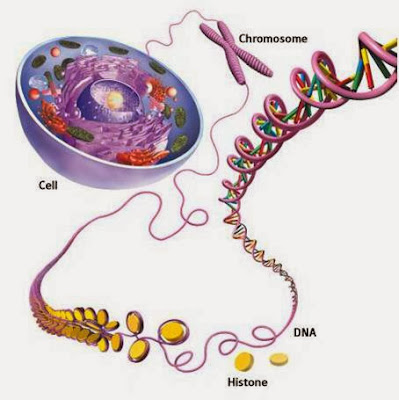 Molécula de DNA : Onde se encontra o DNA na célula?