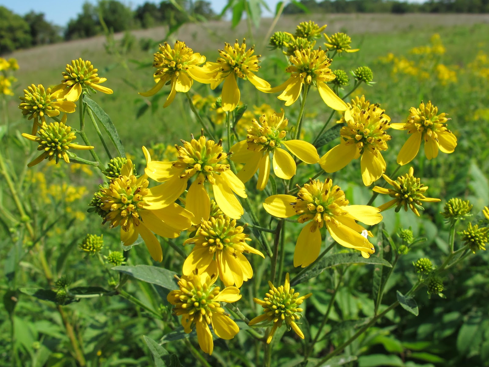 Blue Jay Barrens: Wingstem