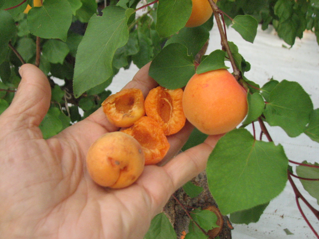 Hunza Culture: June 2011