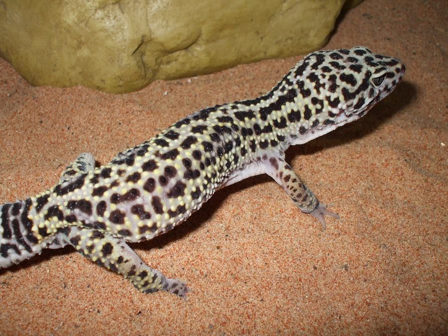 Ciri khusus yang dimiliki tokek berserta fungsinya adalah | SAHABAT ...