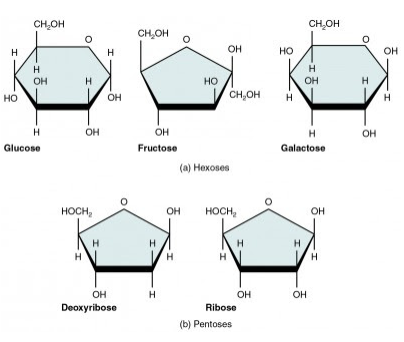 Annyeonghaseo Chemistry: Beberapa Monosakarida dan Penetuan Stereokimia
