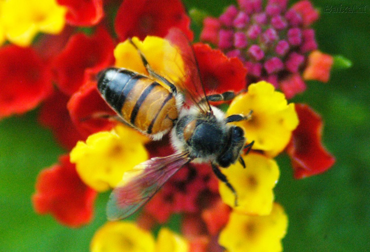 ENTOMOLOGIA-INSETOS: Importância econômica e ecológica dos insetos