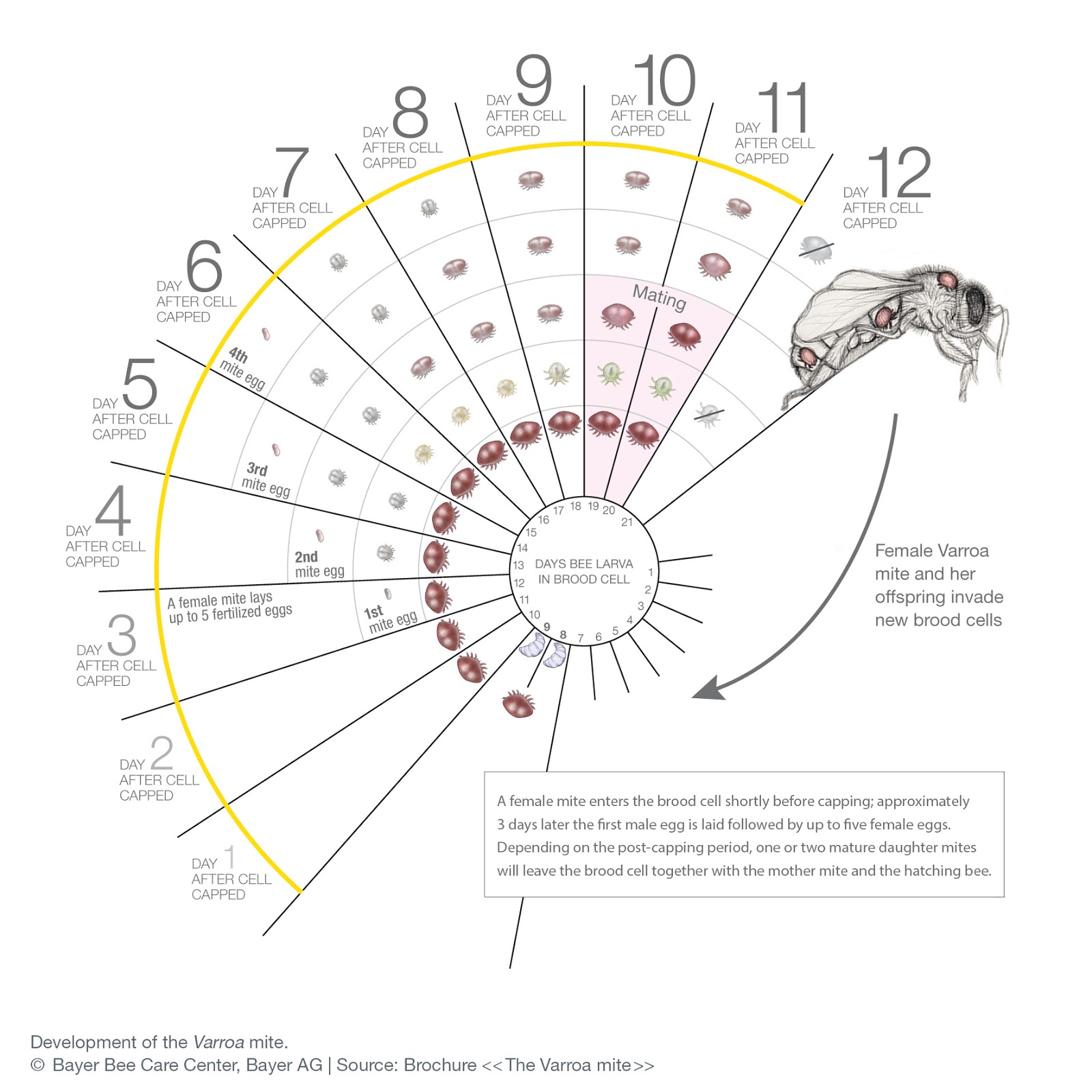 CORONA APICULTORES: BIOLOGÍA DE LA VARROA