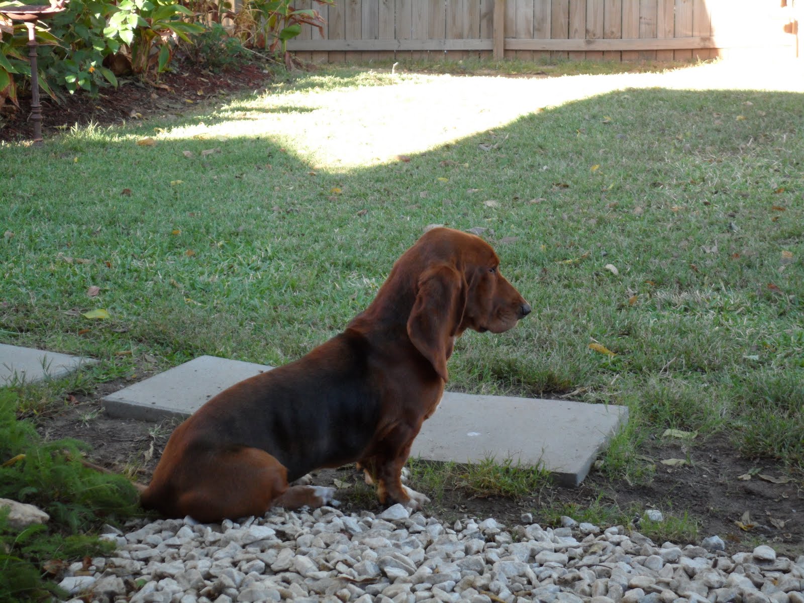 Basset Hound Rescue of Alabama
