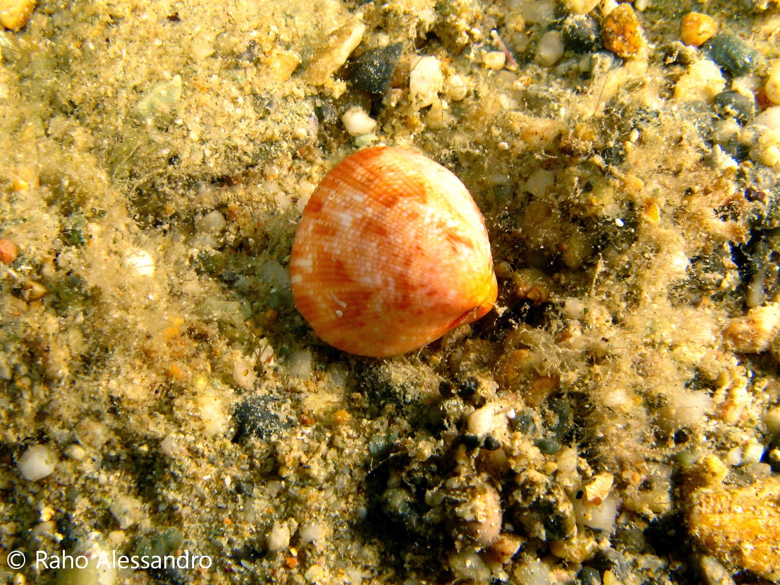 Necton e Plancton: Molluschi: Cuore leggero