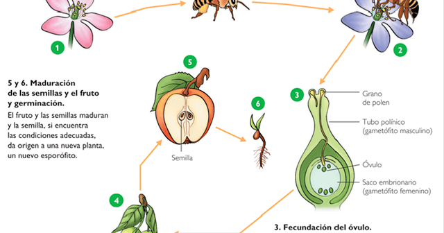 BIOLOGÍA Y GEOLOGÍA 1º BACHILLERATO BARRIO LORANCA: CICLO DE UN MANZANO