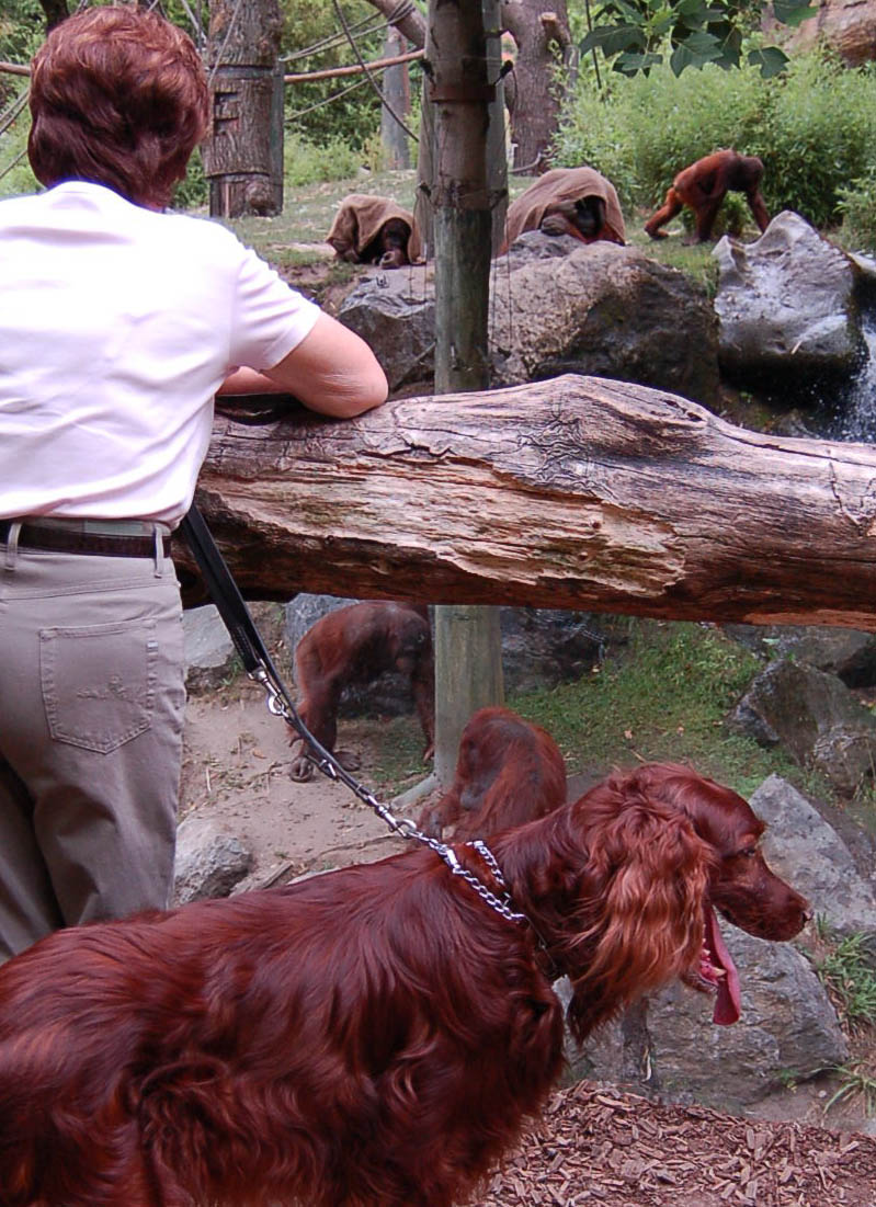 Zoo and Aquarium Design: A Wood Railing