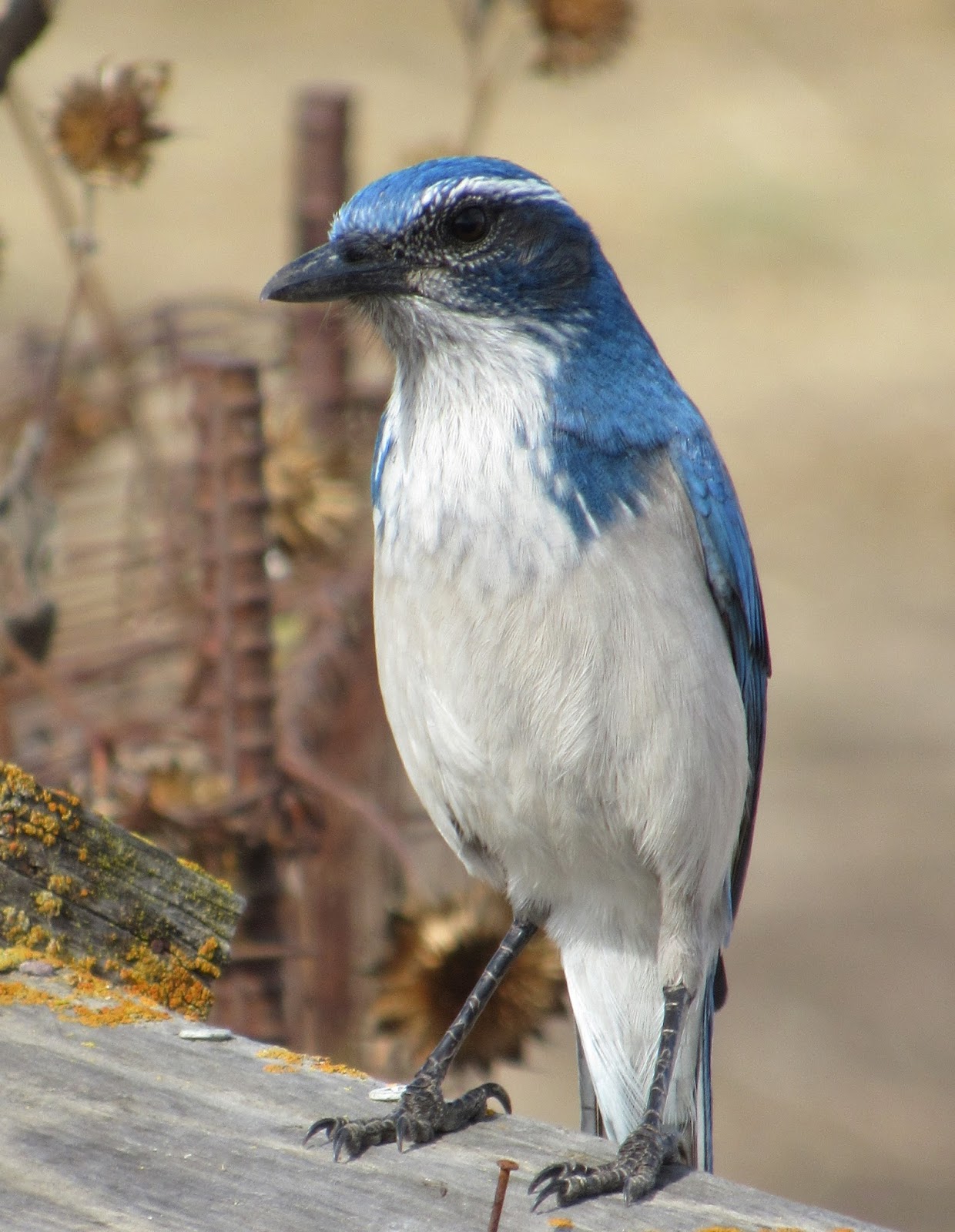 A Brand-New Species: The California Scrub-Jay