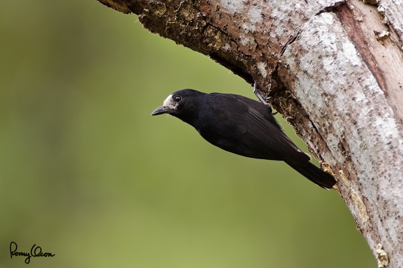 Romy Ocon's Wild Birds of the Philippines: April 2013