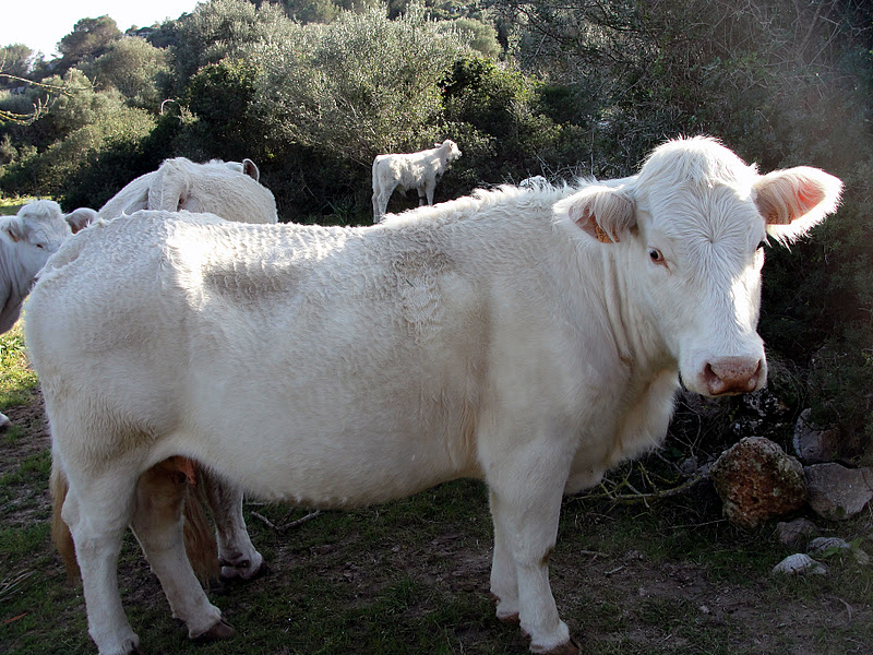 imatges de menorca: VAQUES DEL CAMP DE MENORCA