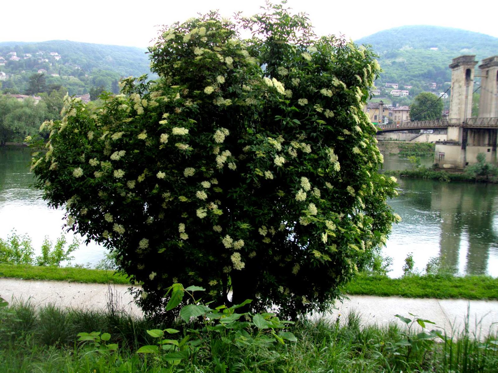 Unis Vers Nature: Le sureau noir - un arbre doublement intéressant