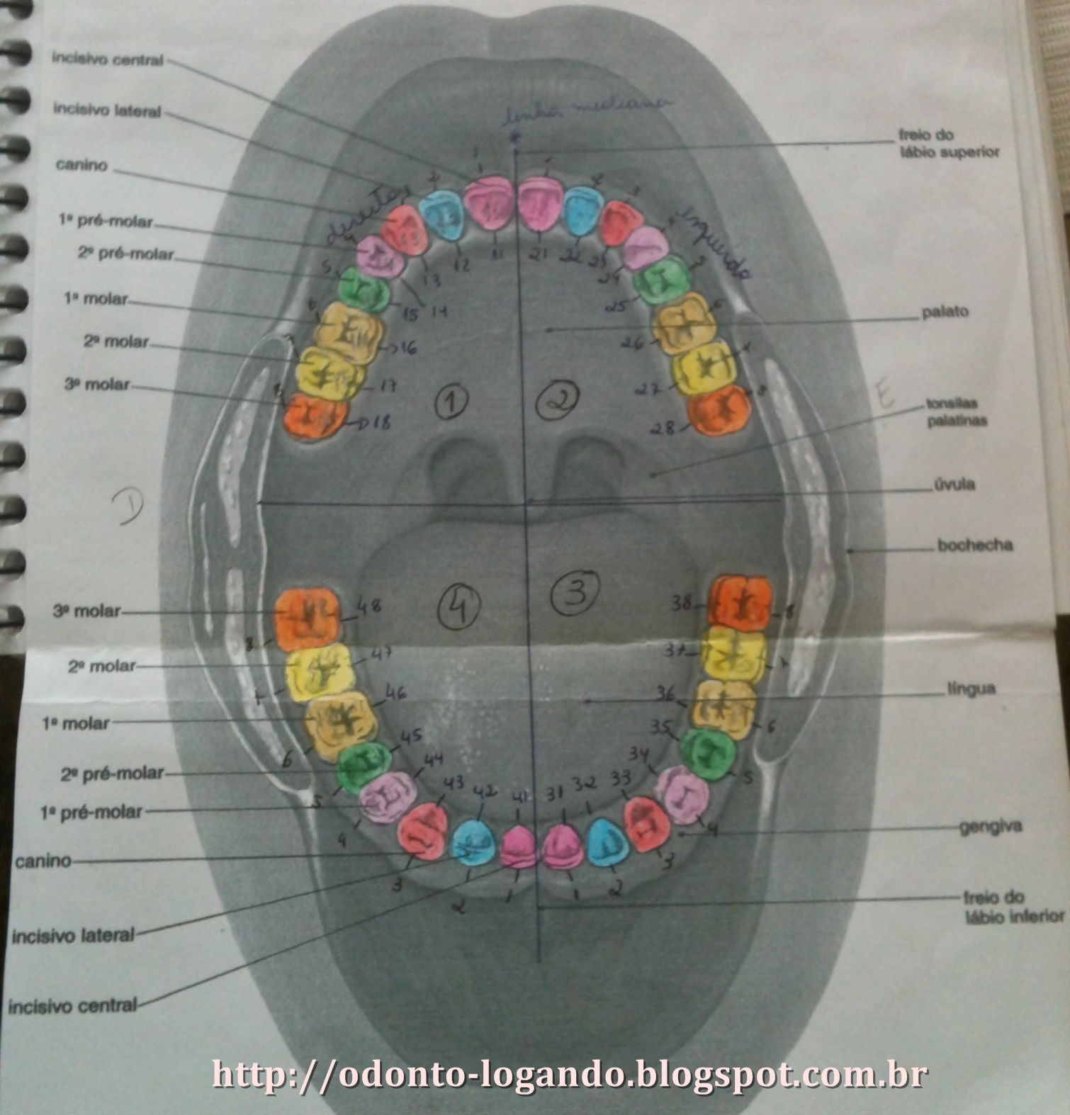 Odontologando: Qual o nome dos dentes?