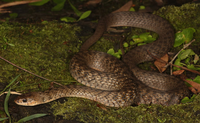 Ular Asli Indonesia: Tropidonophis mairii
