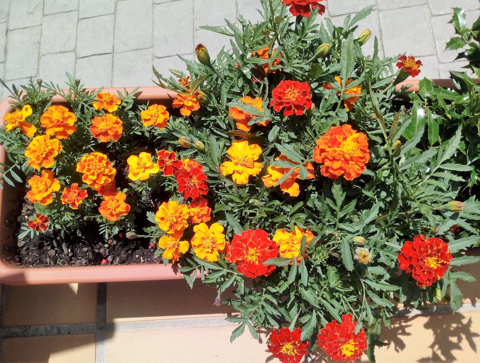 Biosfera vegetal.: Clavel chino (Tagete patula L.). Semillero.