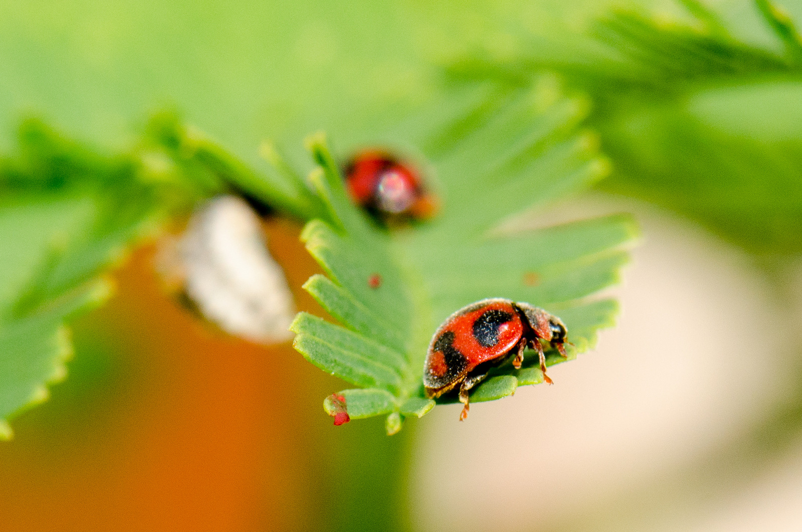 INSECTES et cetera ...: LES AUSTRALIENNES : Cochenilles et Coccinelles