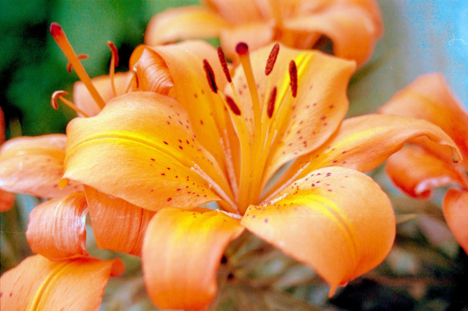 El Blog de Phototematica en español: Flores Anaranjadas