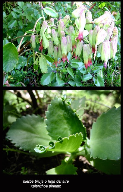 Hierba Bruja | Botánica Cubana