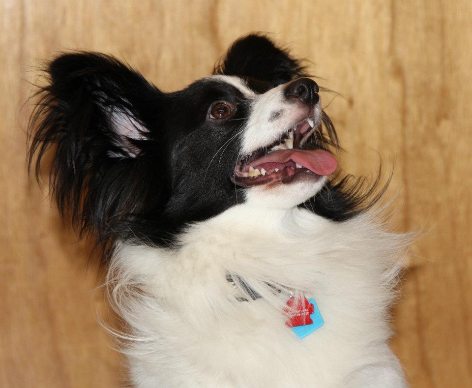 Are Papillon Aggressive