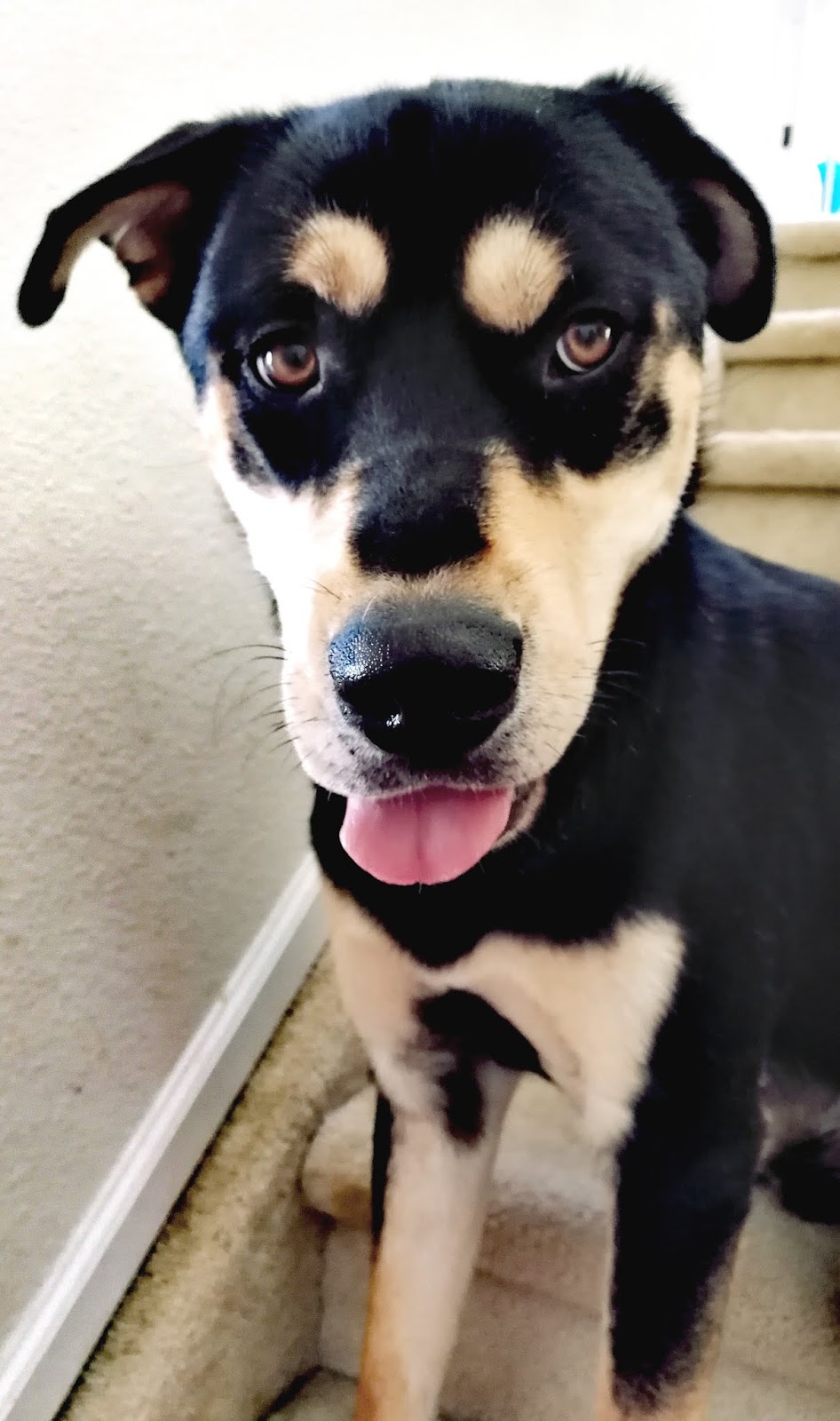 Rottsky = Rottweiler + Husky