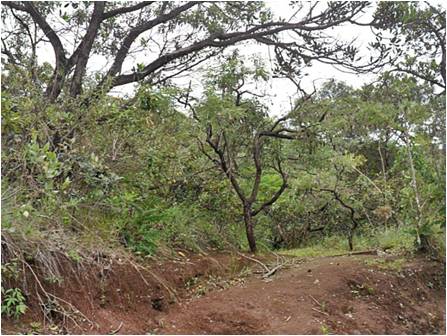 Uma Viagem Pelo Cerrado: Relevo Cerrado